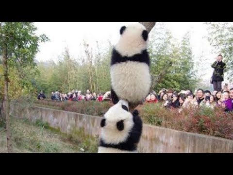 Pandaların En Komik Halleri 😍😍😂😂😂