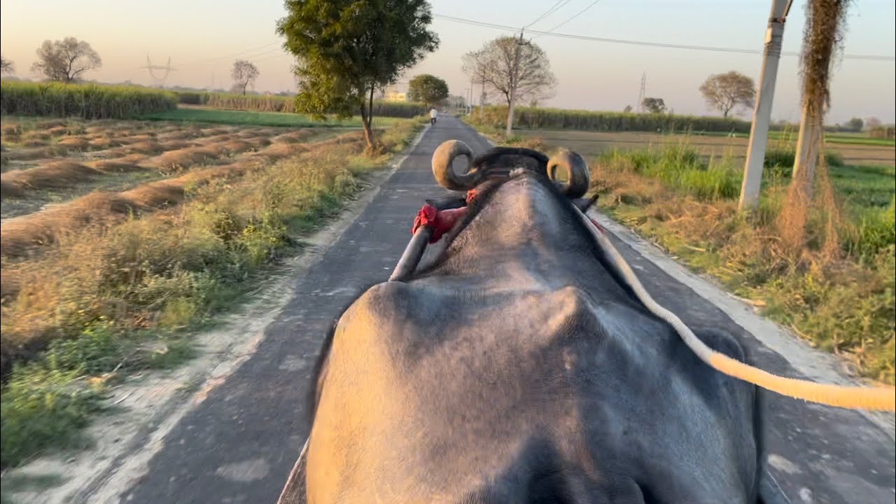 1 km jhotta race trial 🕰️ #jhotta #viral #youtube - YouTube