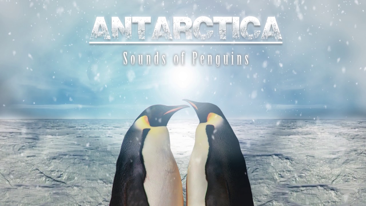 Antarctica - Sounds of Penguins - YouTube