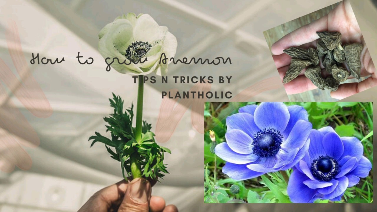 How to grow #Anemon #Flowers - YouTube
