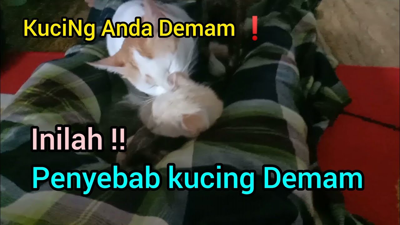 Kucing Anda Demam Inilah Beberapa Penyebab Kucing Demam ‼️ Hewan ...