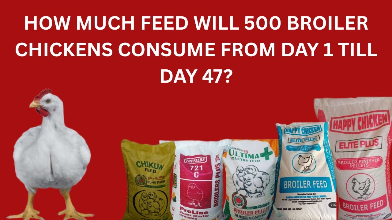 How Many 25kg Feed Bags for 500 Broiler Chicken Consume from Day 1 Till ...