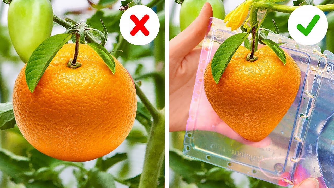 Genius Gardening Hacks And Plant Growing Tips For Your Garden - YouTube