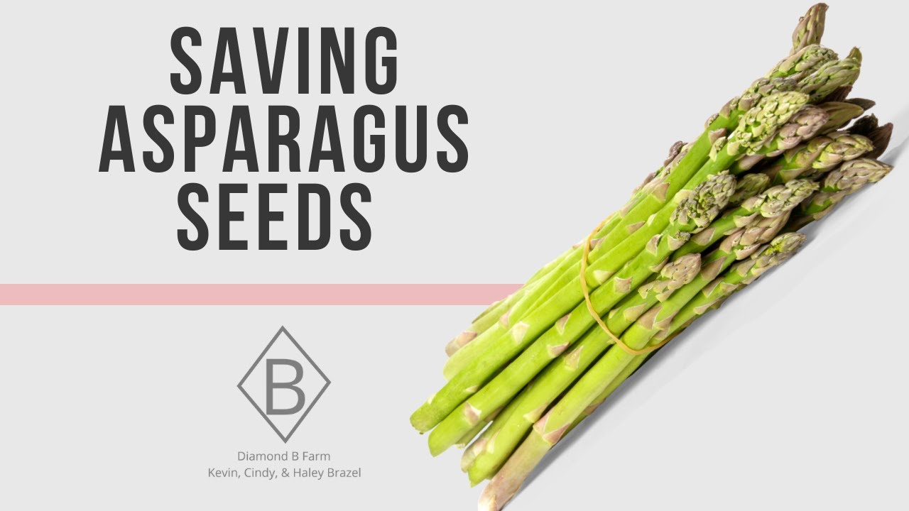 Saving Asparagus Seed - YouTube
