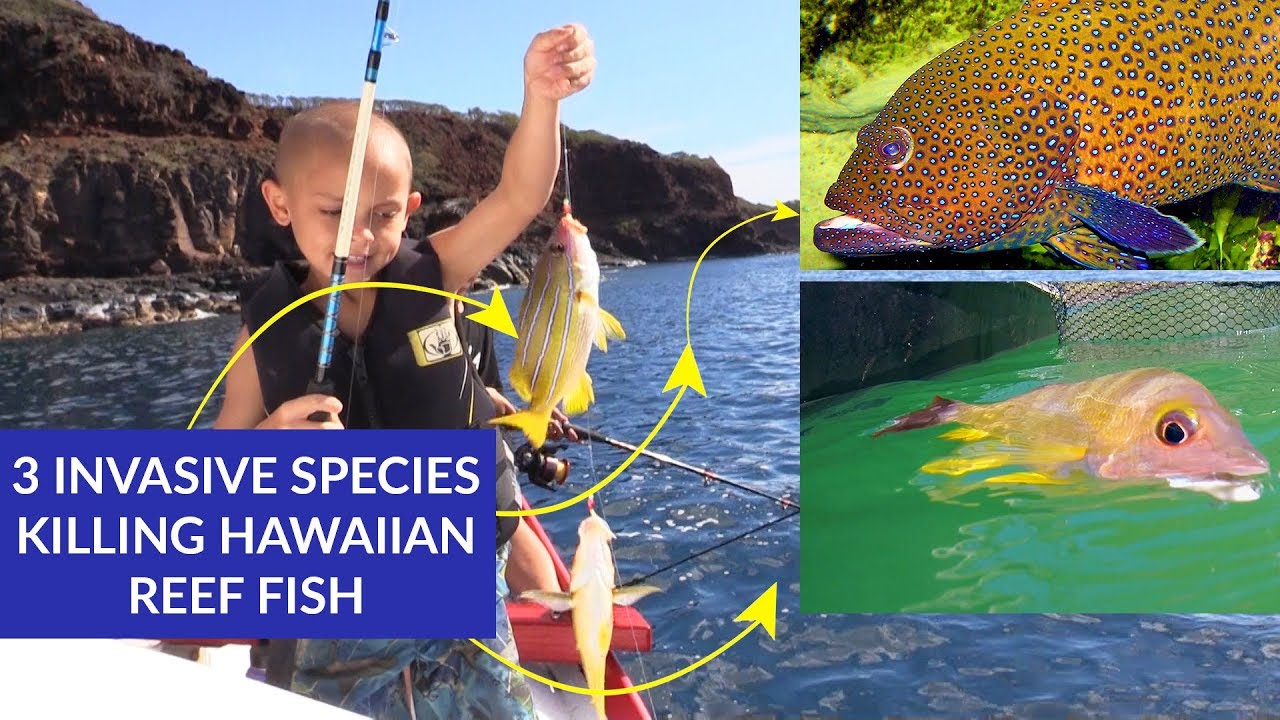 3 INVASIVE FISH KILLING OUR #HAWAIIANREEFFISH- | HAWAII FISHING| #Kids ...