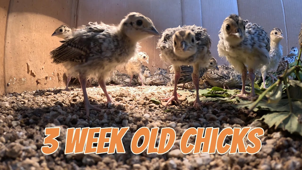 3 Week Old Pheasant Chicks - YouTube