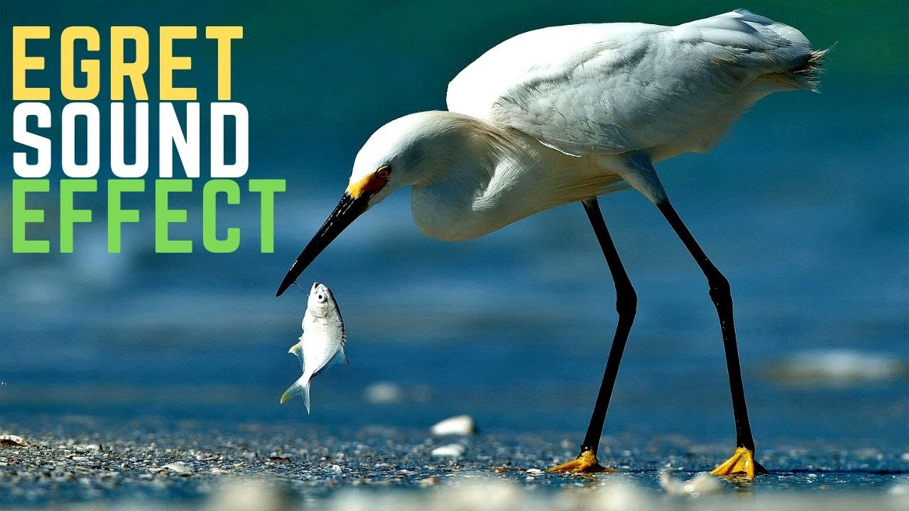 Egret Sound Effect - Herons Sounds - YouTube
