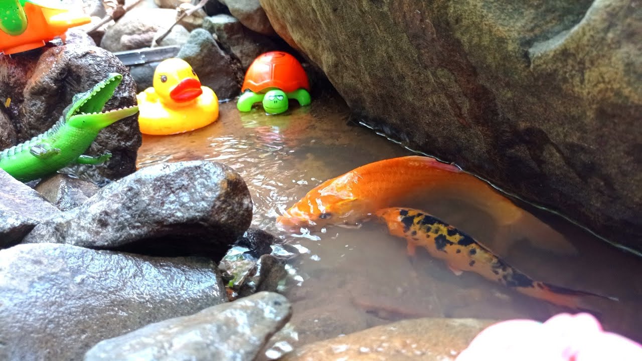 MENEMUKAN LABI-LABI ASLI, IKAN KOI, IKAN KOMET, KEPITING ASLI, MAINAN ...