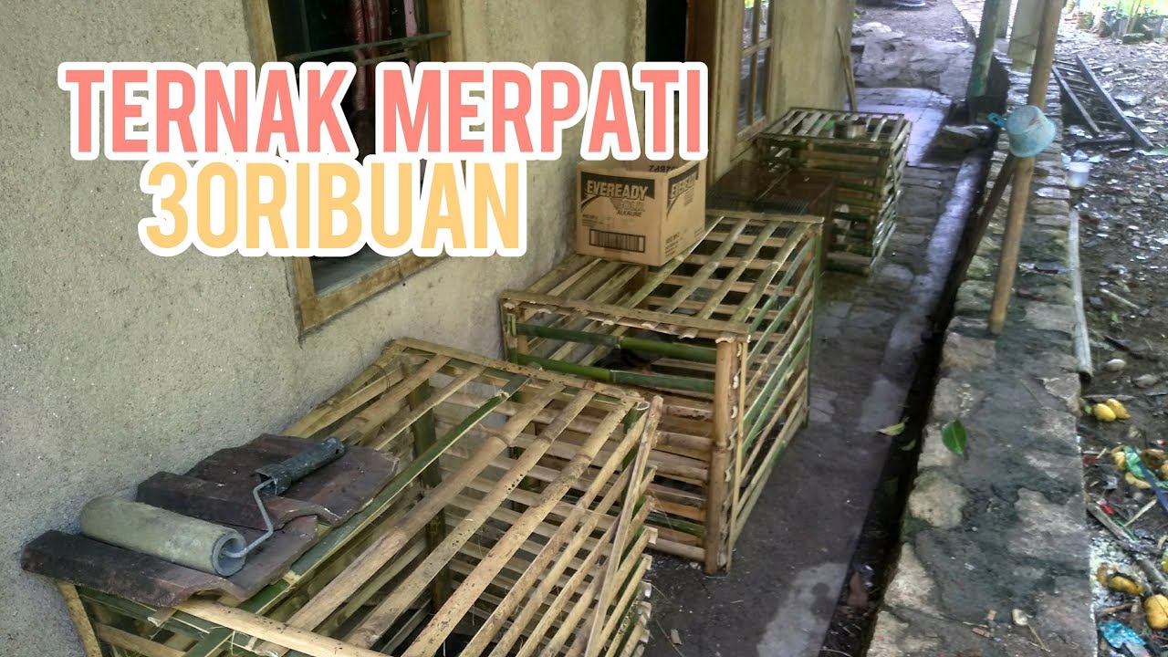 Belajar Ternak Burung merpati Pemula - YouTube