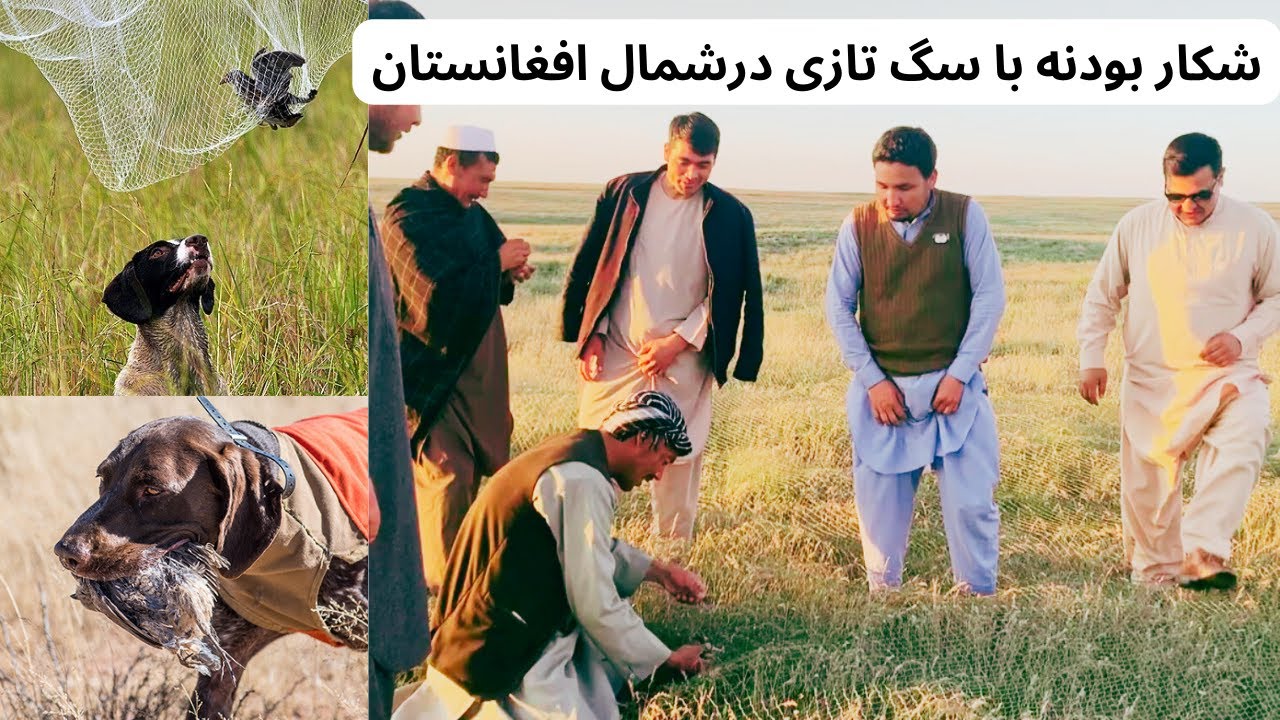 شکار بلدرچن با سگ تازی، صید بلدرجن وحشی در دشتهای فاریاب افغانستان ...