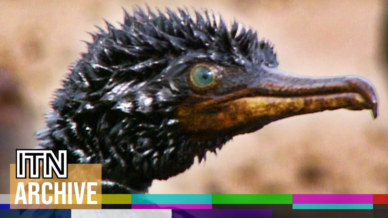 Shocking Raw Footage of Saddam Hussein's Oil Spill in First Gulf War ...