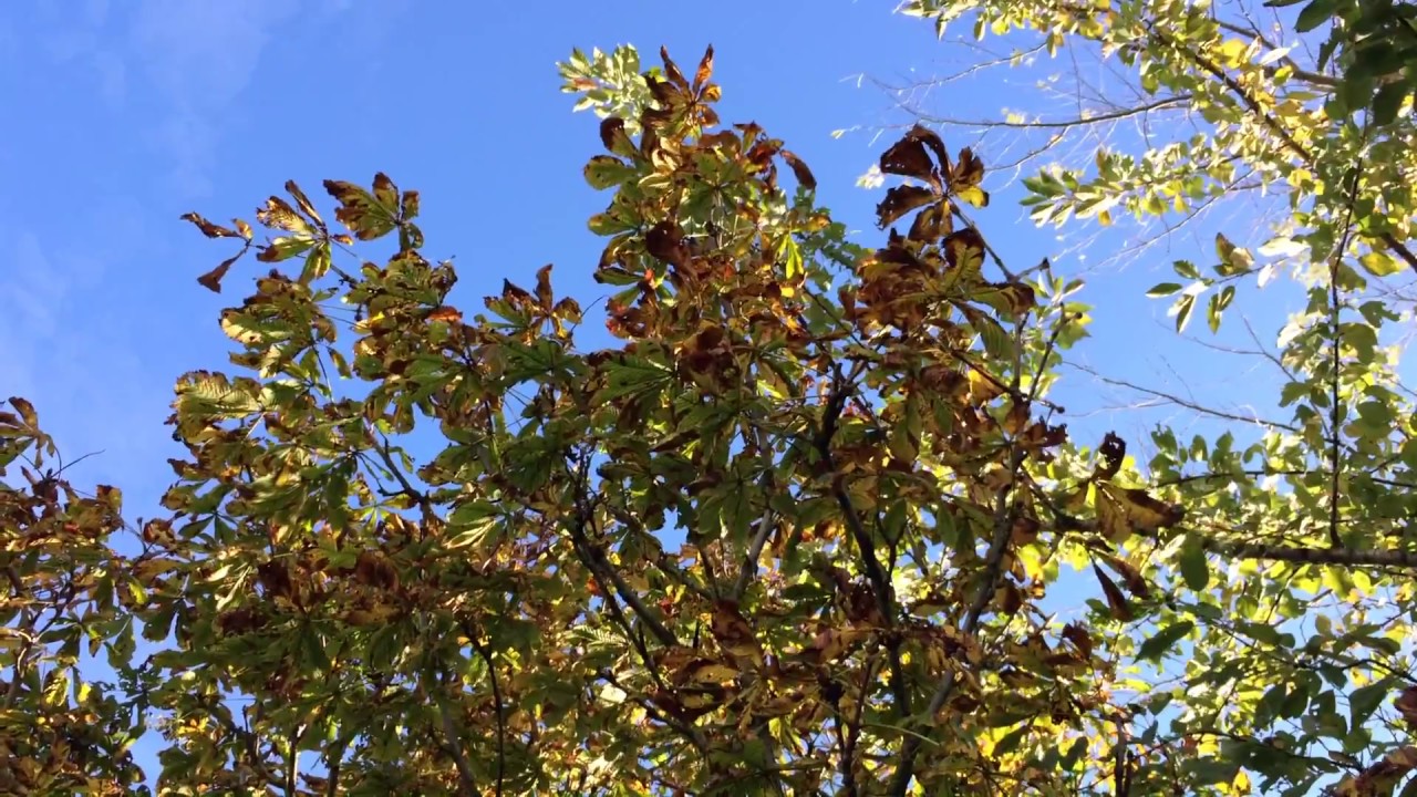 Horse Chestnut (Aesculus hippocastanum) - crown - October 2017 - YouTube