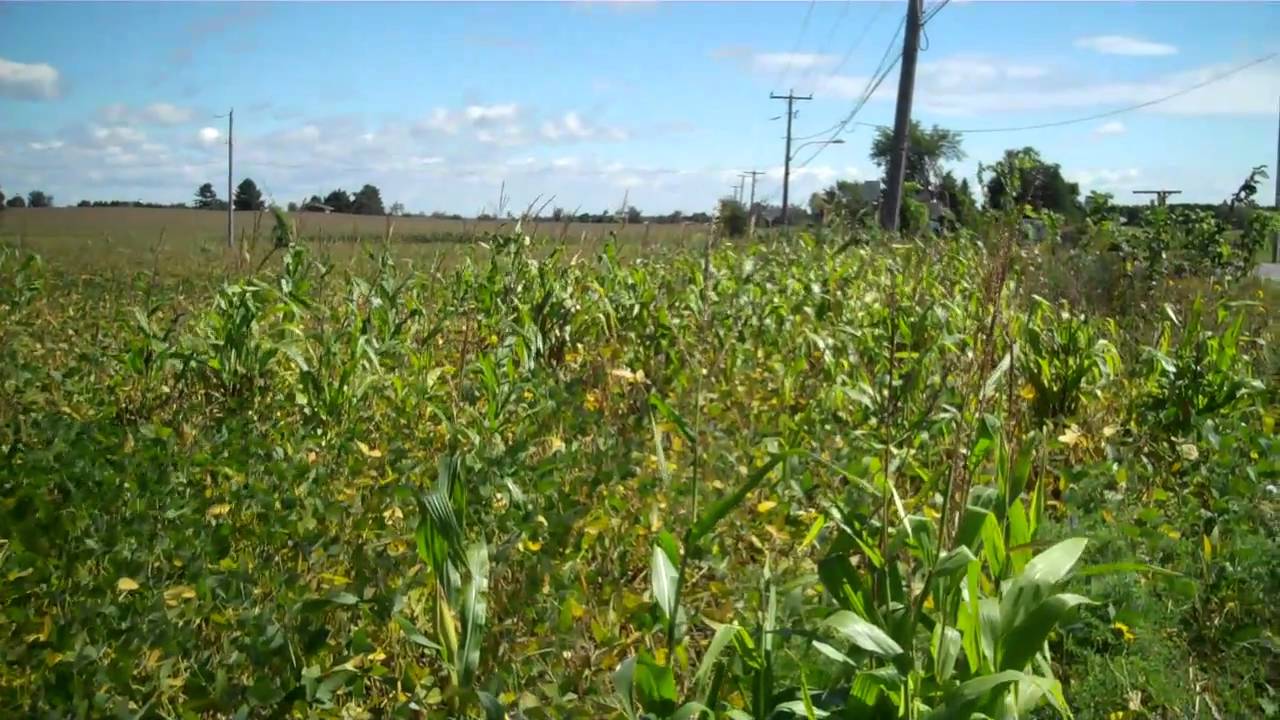Maïs OGM dans un champs de soja - YouTube