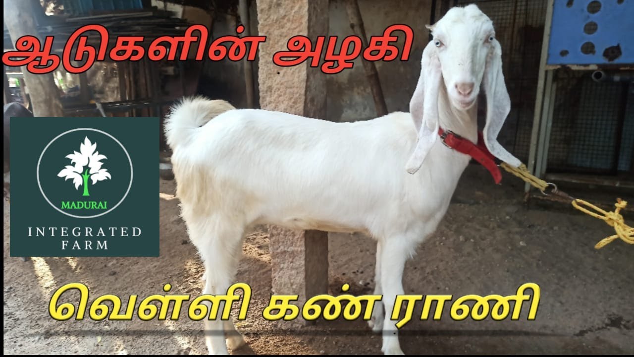 Seeni Aadu for Sales | 2 மாத சினை சீனி ஆடு விற்பனைக்கு | Madurai Goat ...