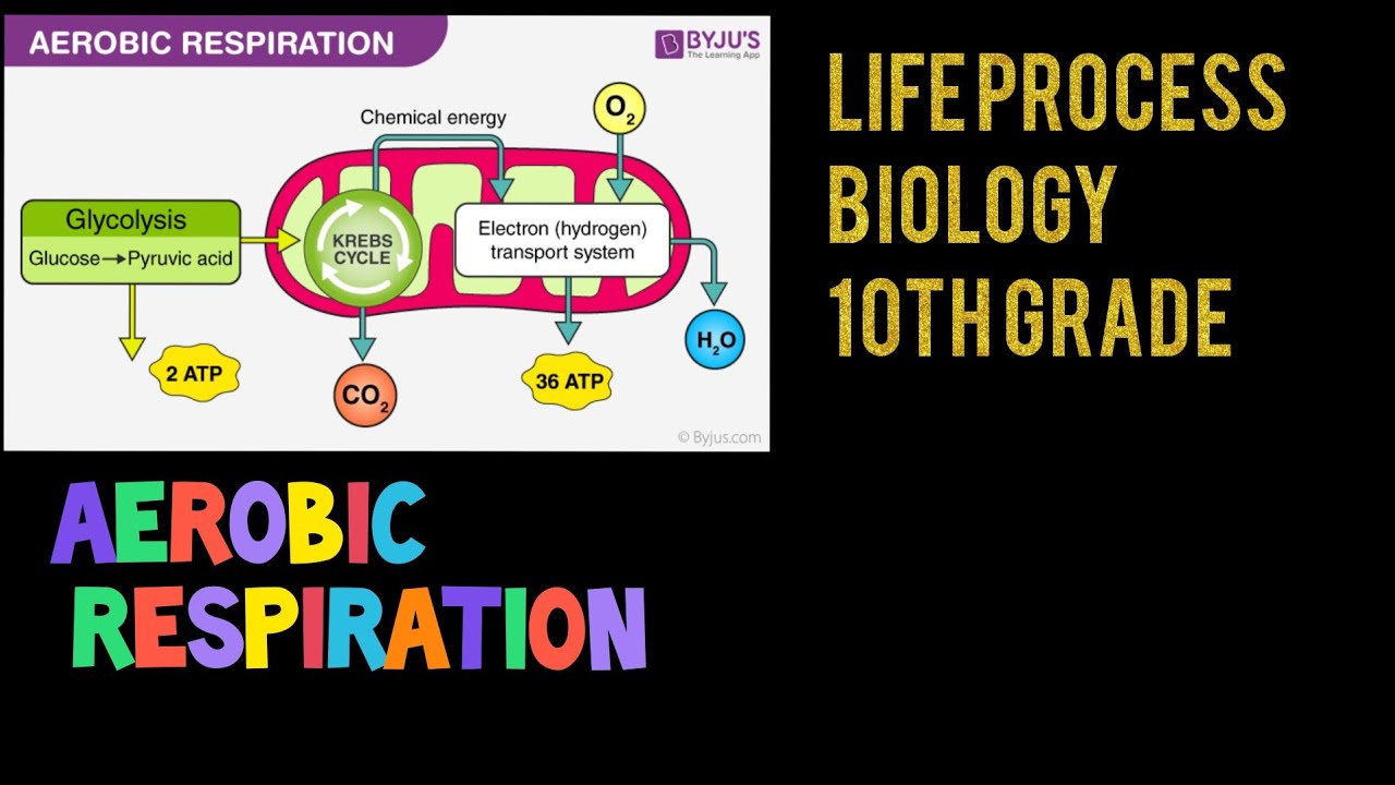 Life process||aerobic respiration||part 5 - YouTube
