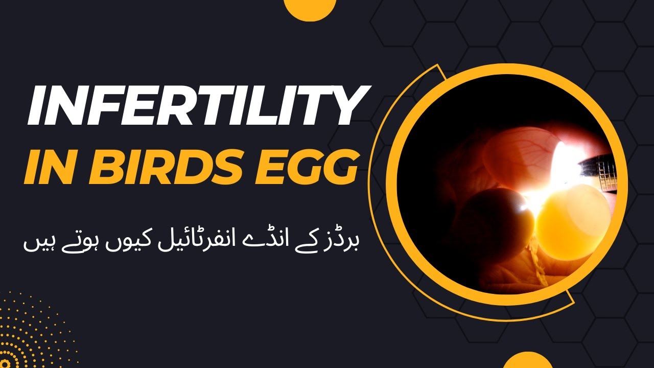 Reasons for Infertile Egg | Infertility in Birds | Solution for ...