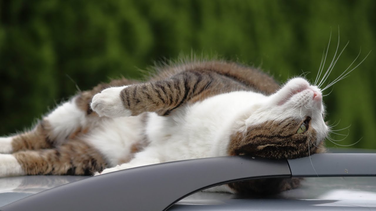 Canon 200D Sample Images | Canon EOS 200D Photos - YouTube