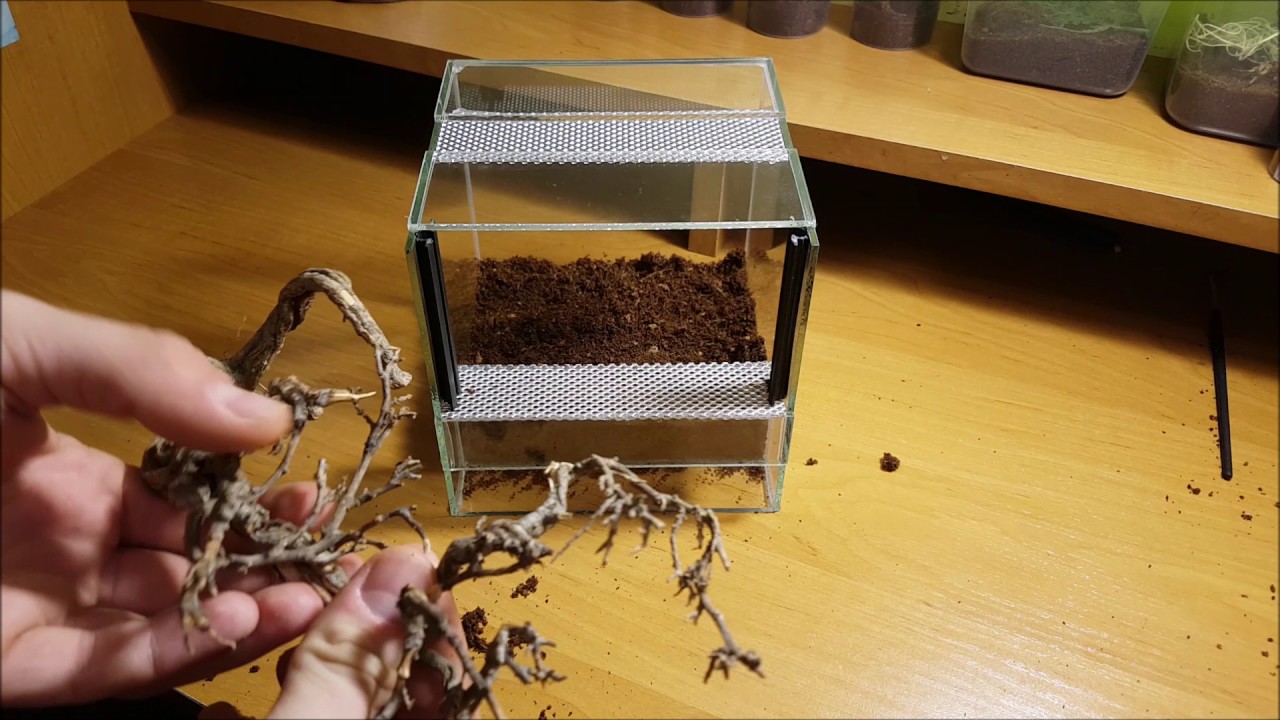 Urządzanie terrarium dla Neoholothele incei | Arachnolandia - YouTube