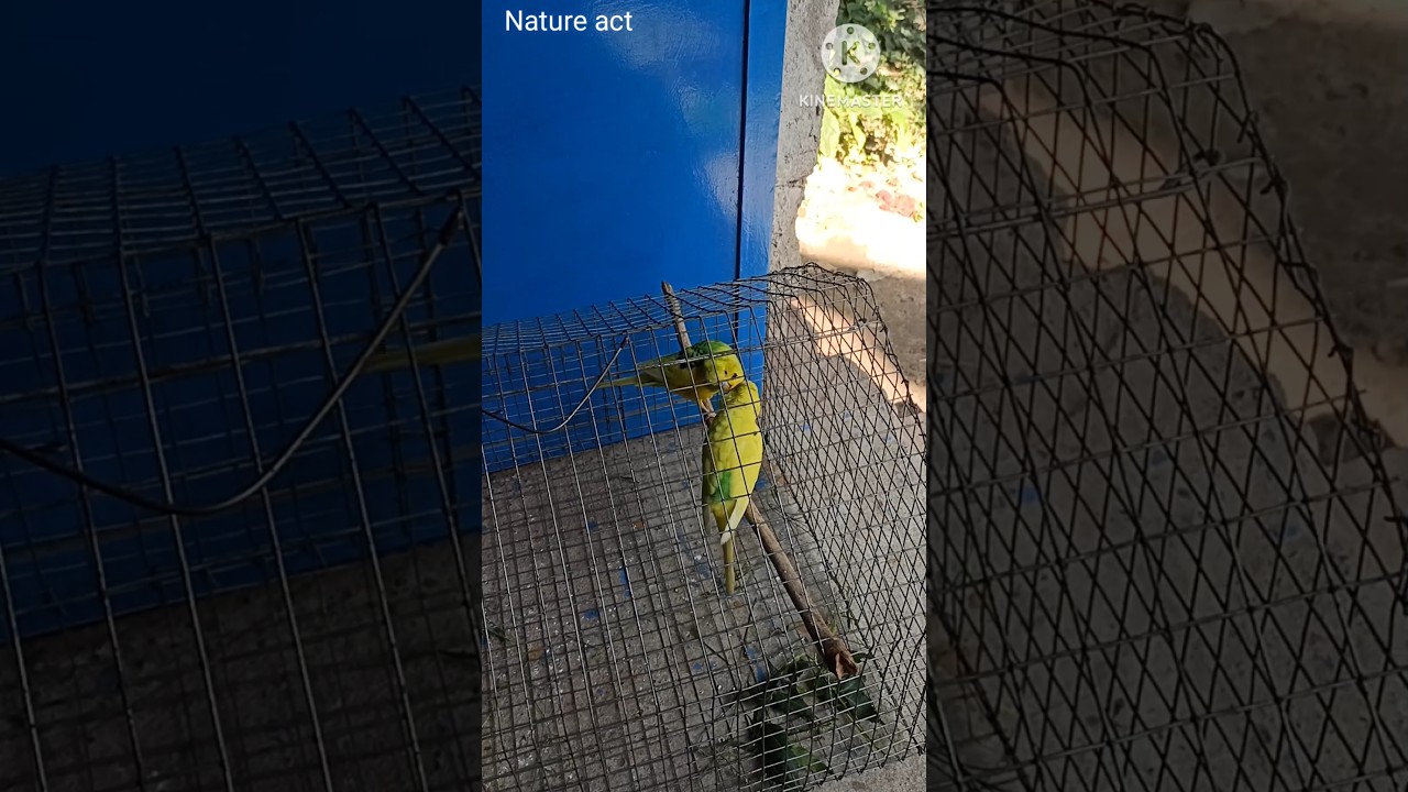 Bazigar Bird