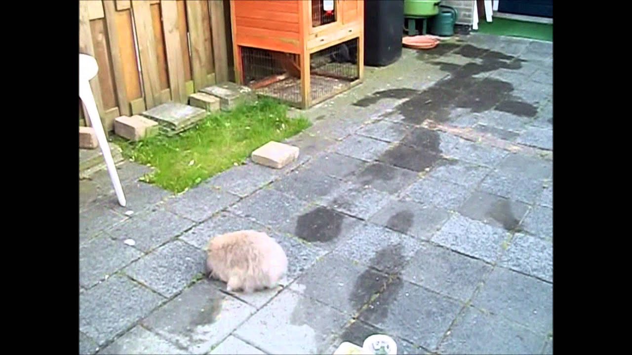 flappie het konijn - YouTube