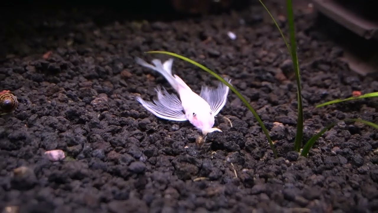 New Longfin Snow White Breeding Stock | Live fish unboxings - YouTube