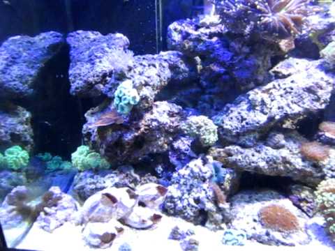 Perc 90.AVI - YouTube