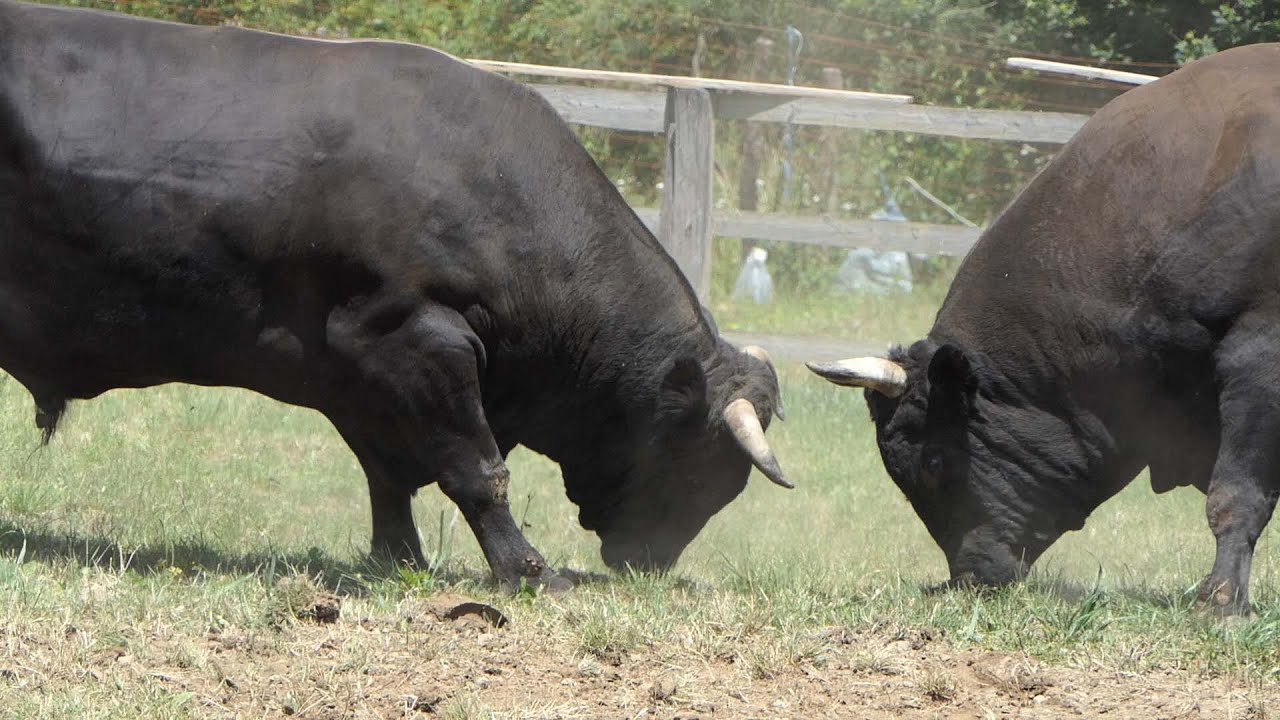 Mega Korida Kod Dine Ramljaka Donji Vakuf Gost Halid Muslimović - YouTube