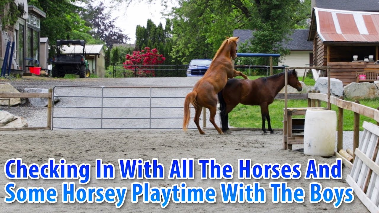 Checking In With All The Horses And Some Horsey Playtime With The Boys ...