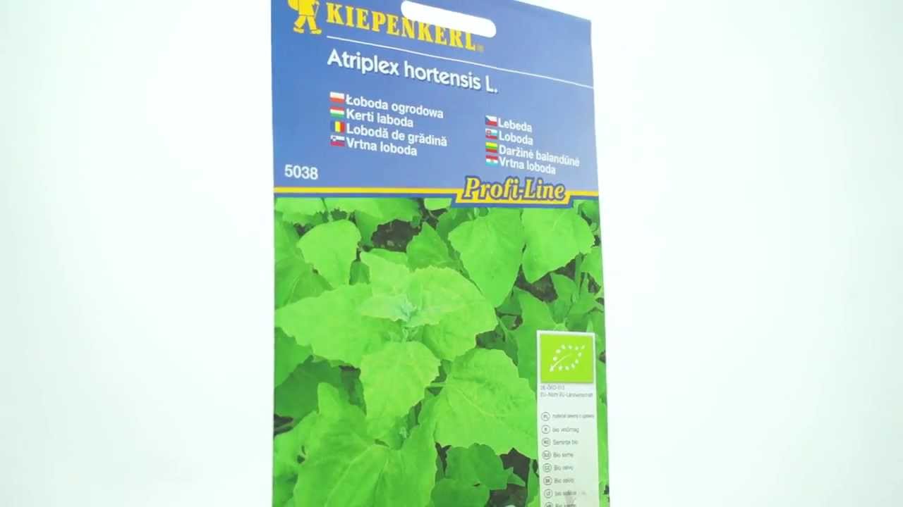 Melde -- Lebeda Zahradní (rostlina: Atriplex hortensis) BIO - YouTube