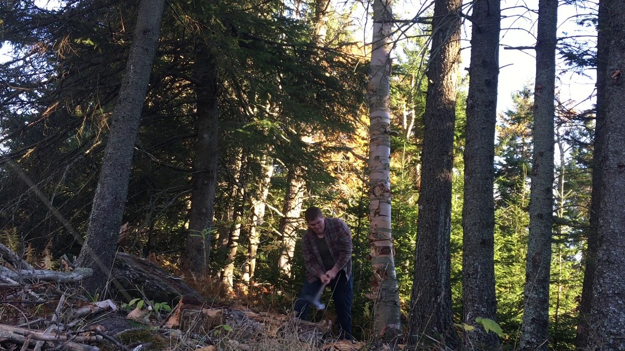Felling A Birch Tree With An Axe - YouTube