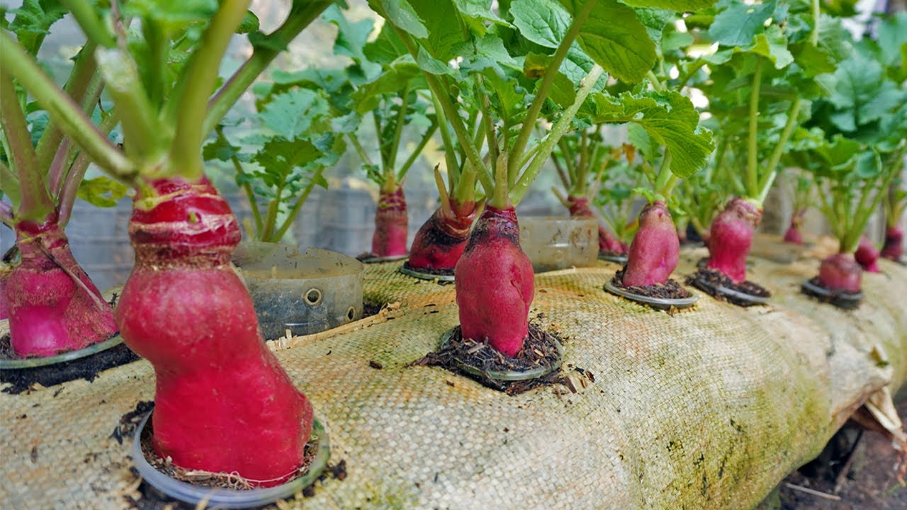 New method | Grow radish in soil bags and the results are amazing - YouTube