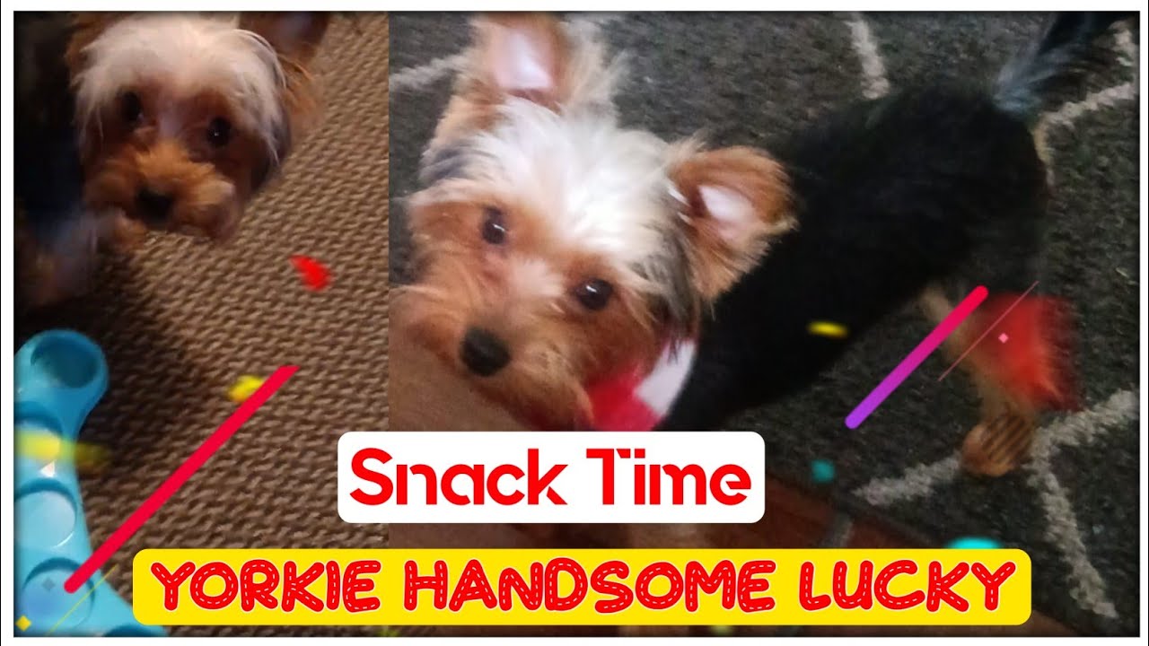 Snack time with Yorkie handsome Lucky - YouTube