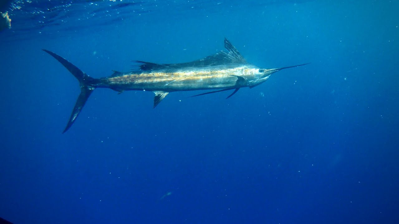 62lb Sailfish trolling Weke Nono Goatfish // Full Clip// Hawaii Kayak ...