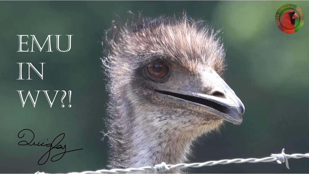 Emu in West Virginia?! - YouTube