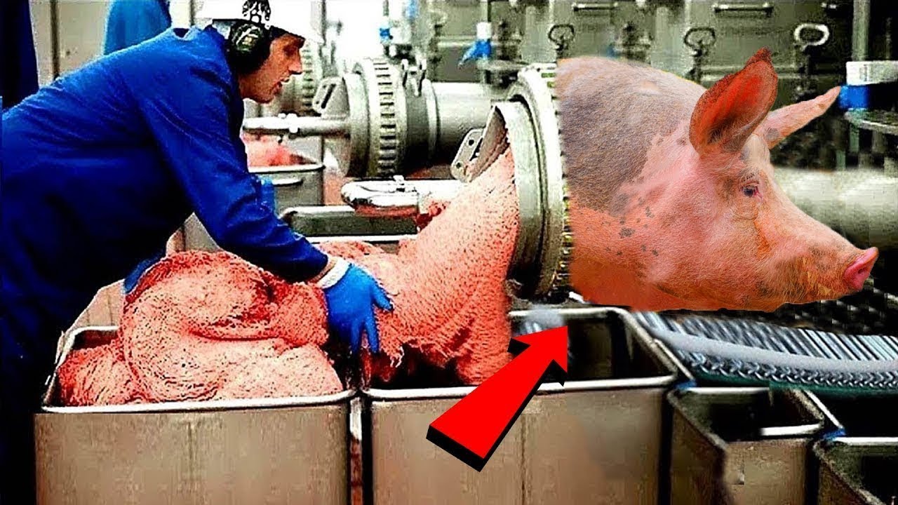 Modern Pig Farming! Million Dollars Pork Processing Factory - YouTube