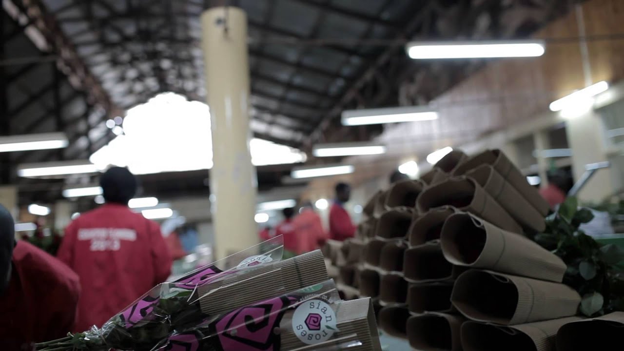 Sian Roses Documentary - YouTube