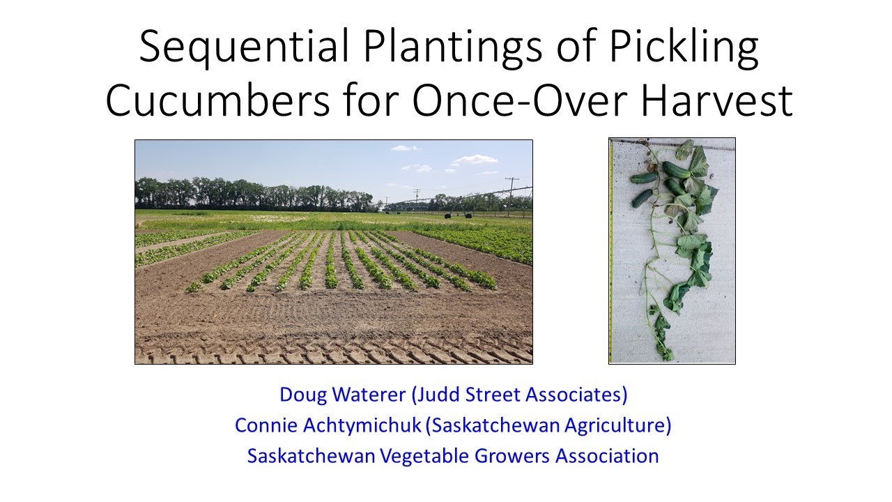 Sequential cucumber plantings - YouTube