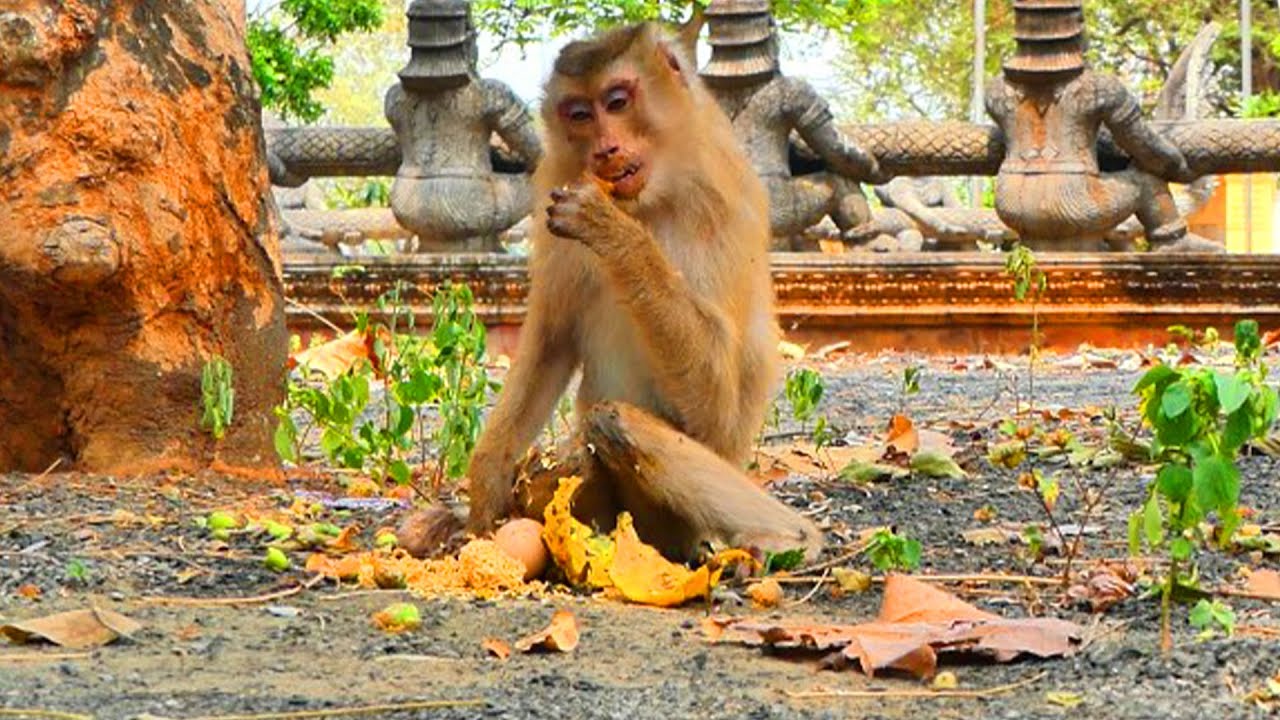 Update: Today Pit@ful MOKA is so Strongly Starving that She can eat ...