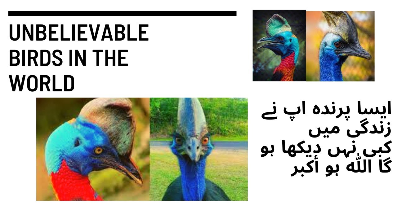 Unbelievable Birds In The World | Knowledge tv - YouTube