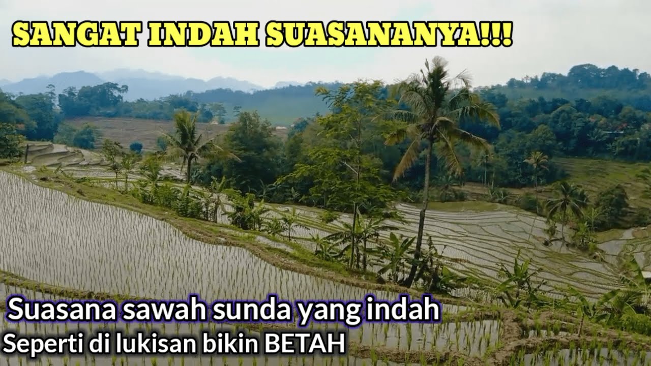 SANGAT INDAH SUASANANYA!!! Suasana sawah sunda yang indah seperti di ...