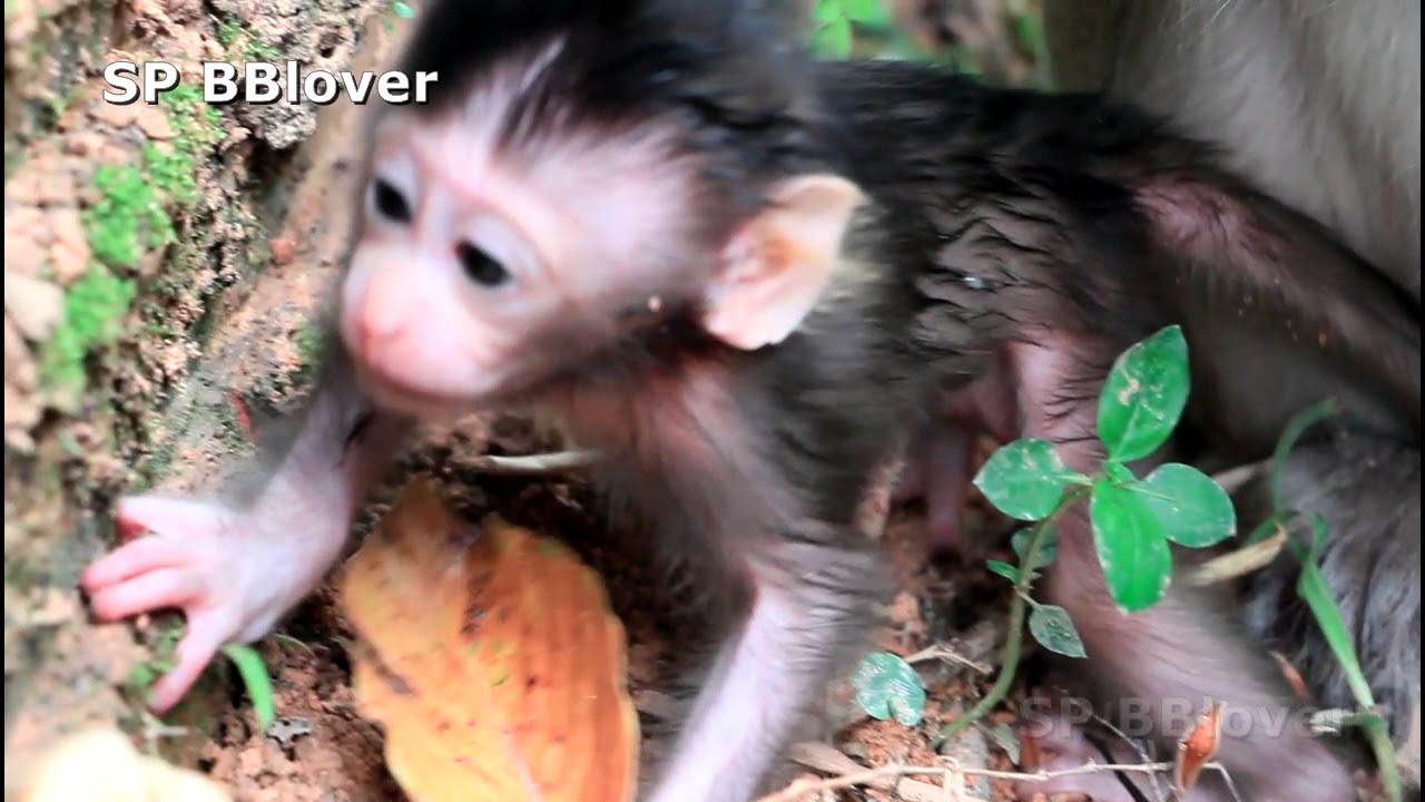 Psycho Monkey Steal Baby More Than 24 Hours - Amara 35 - YouTube