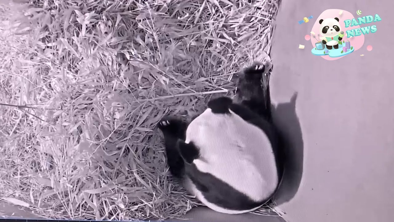 Second Giant Panda Cub Born At Dutch Ouwehands Zoo | iPanda - YouTube
