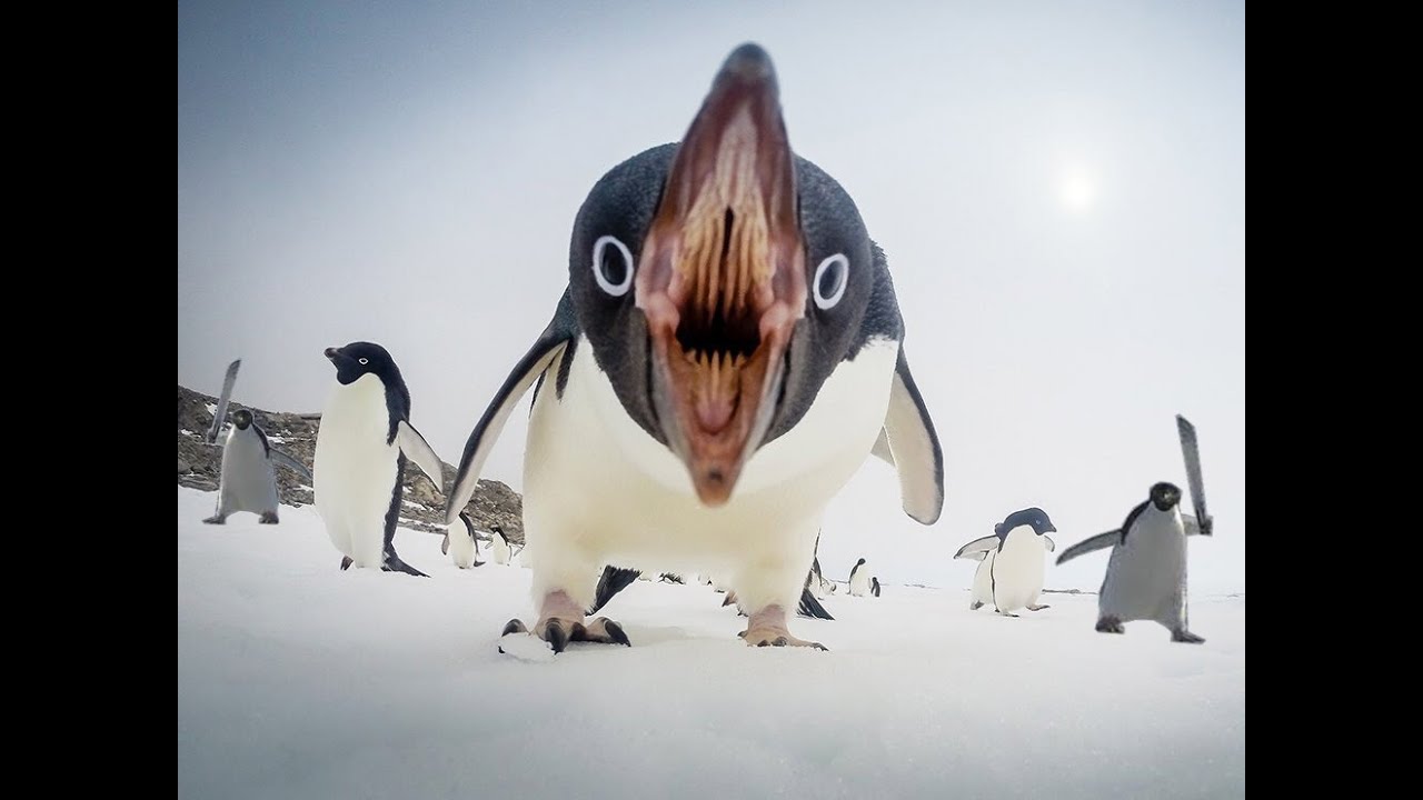 The Penguins of Madagascar in real life - YouTube