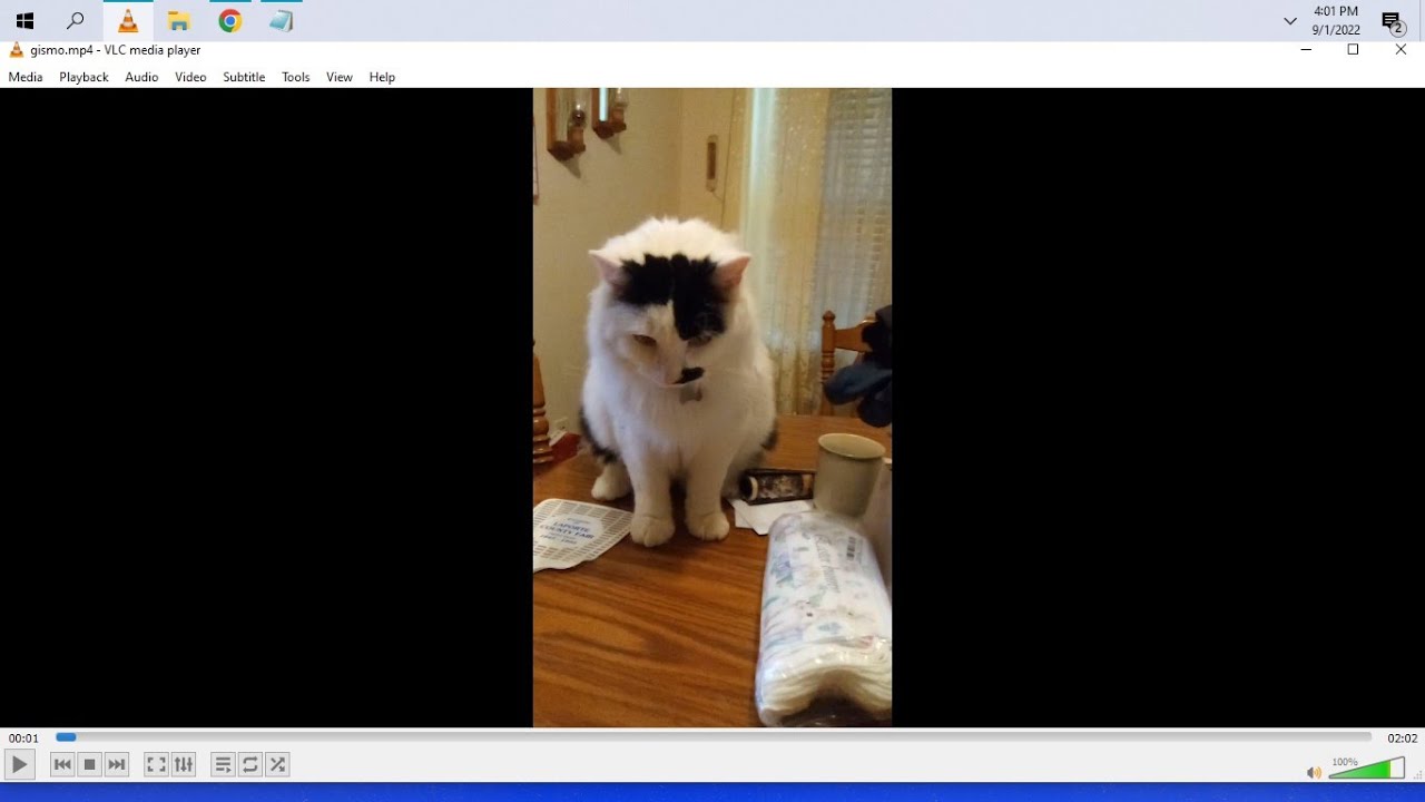Gizmo the Hitler Mustache Cat ! WWII cats germany nazi - YouTube