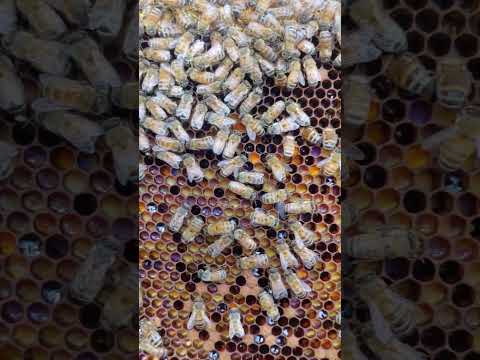Most beautiful pollen frame! #canadianprovince #bestbees - YouTube
