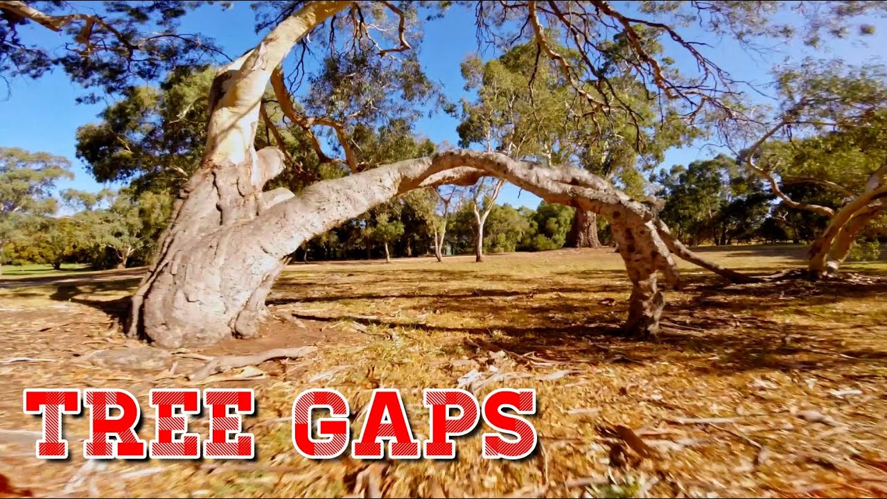 TREE GAPS // ROOSTER FPV - YouTube
