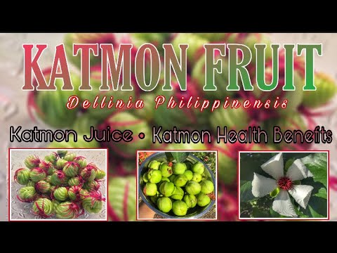 PICKING KATMON FRUIT | KATMON JUICE | KATMON HEALTH BENEFITS - YouTube