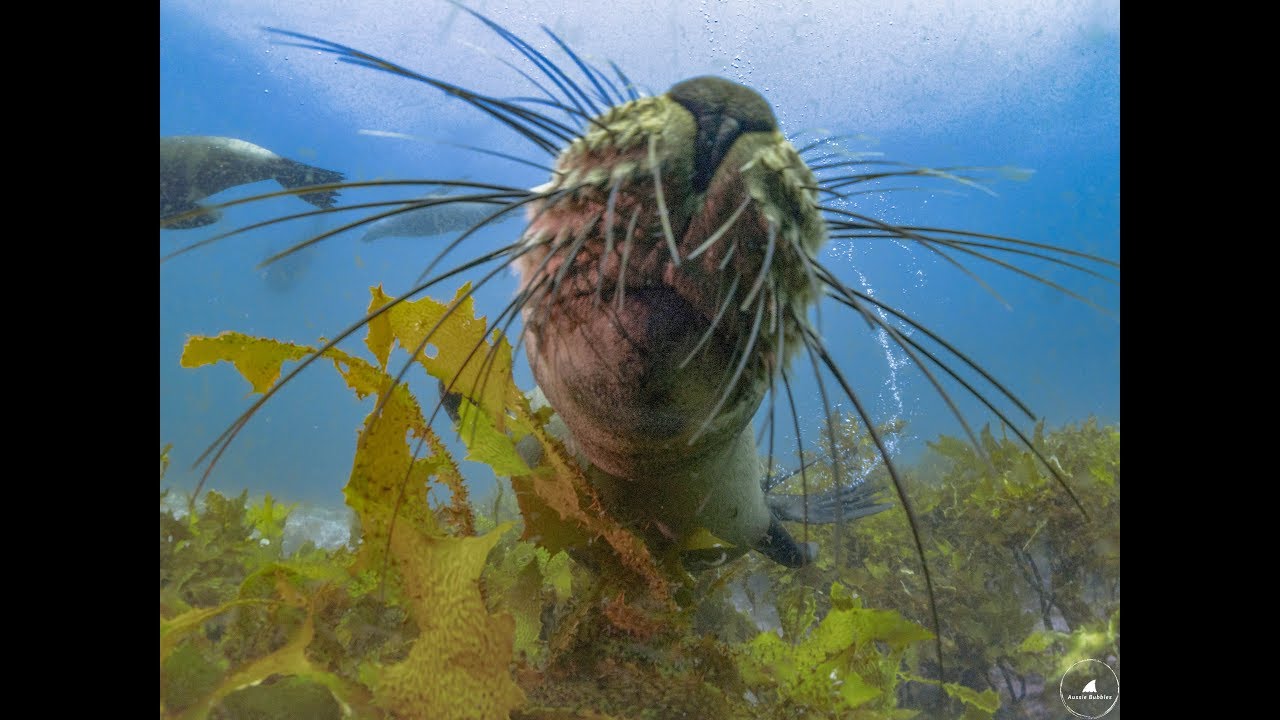 Narooma Seal Dive - Montague Island - YouTube