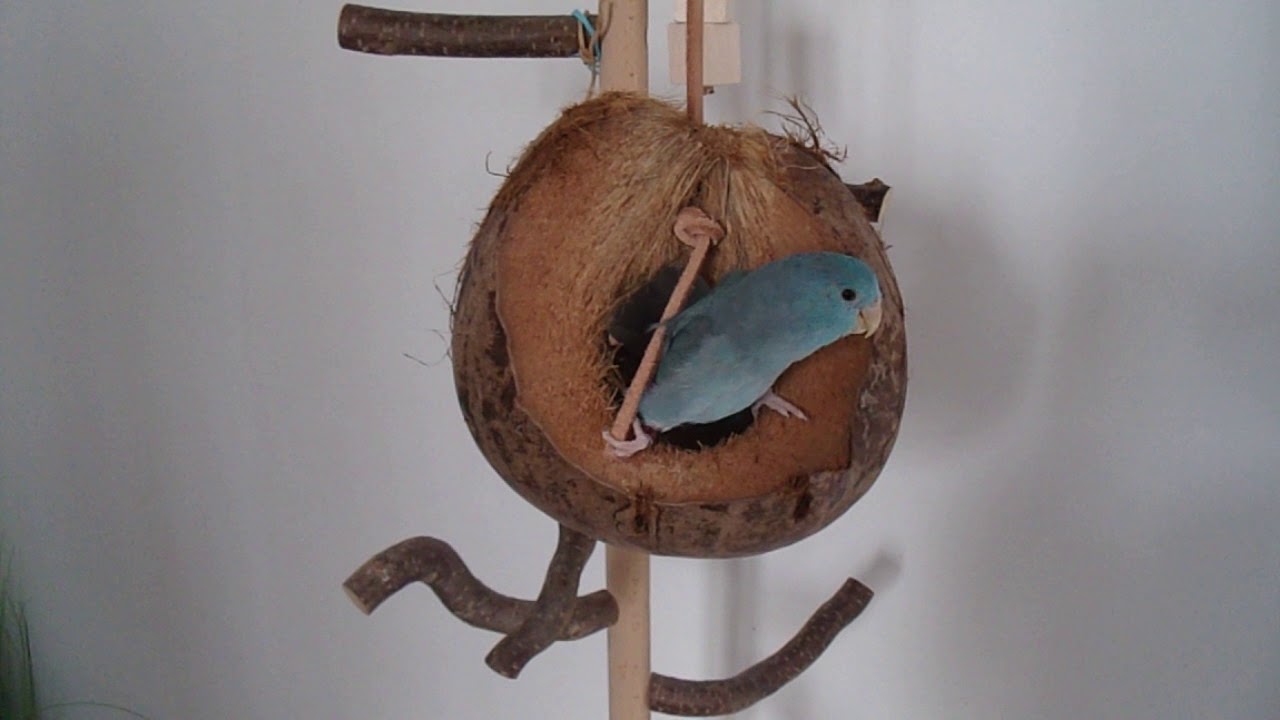 Perruches-moineau,Touis celeste et noix de coco.Pacific parrotlets ...