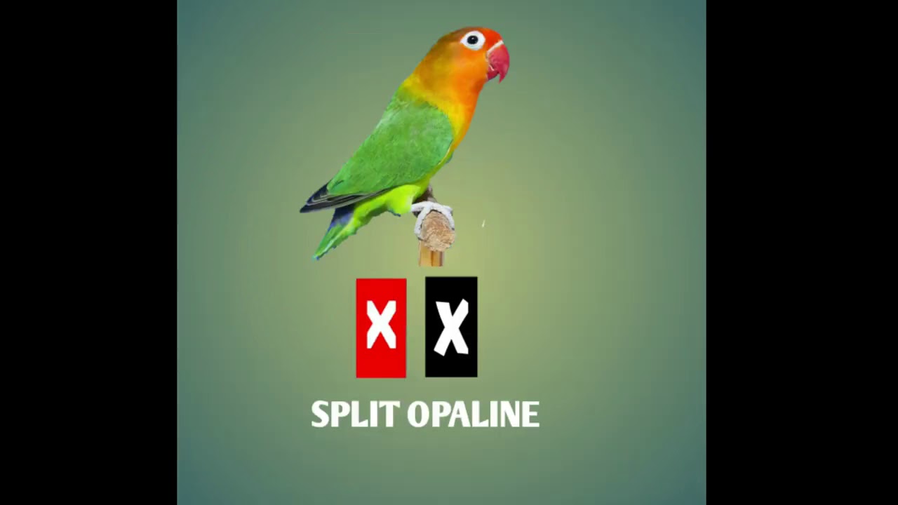 Vlog#30 Mastering Opaline Chart - YouTube